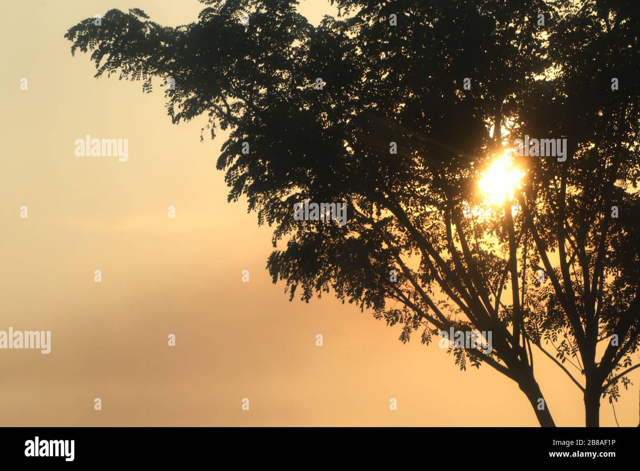 Silhouette tree blurred sea hi-res stock photography and images - Alamy
