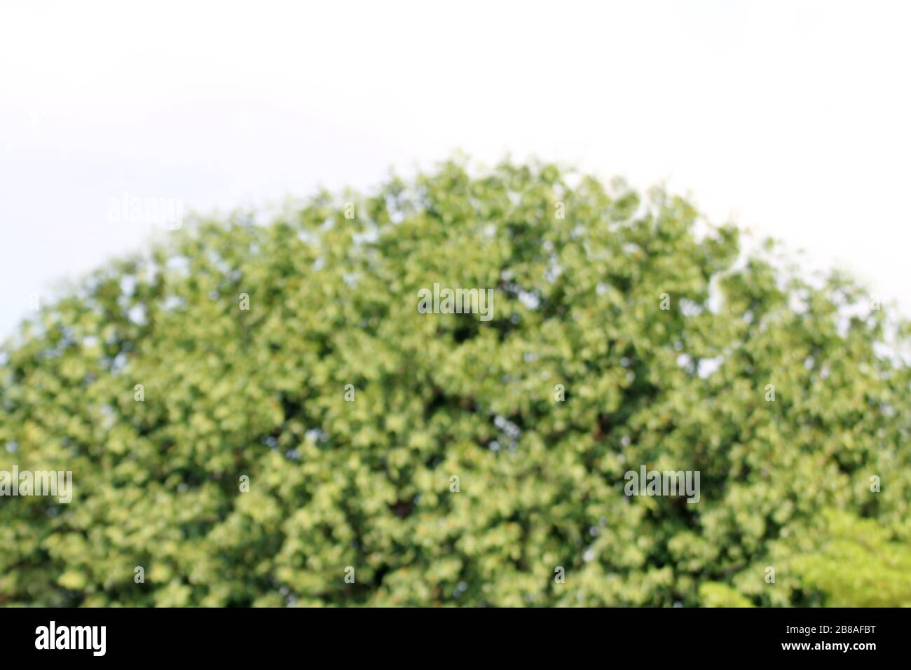 blurred background image of big bushes sphere tree green leaf spherical ...