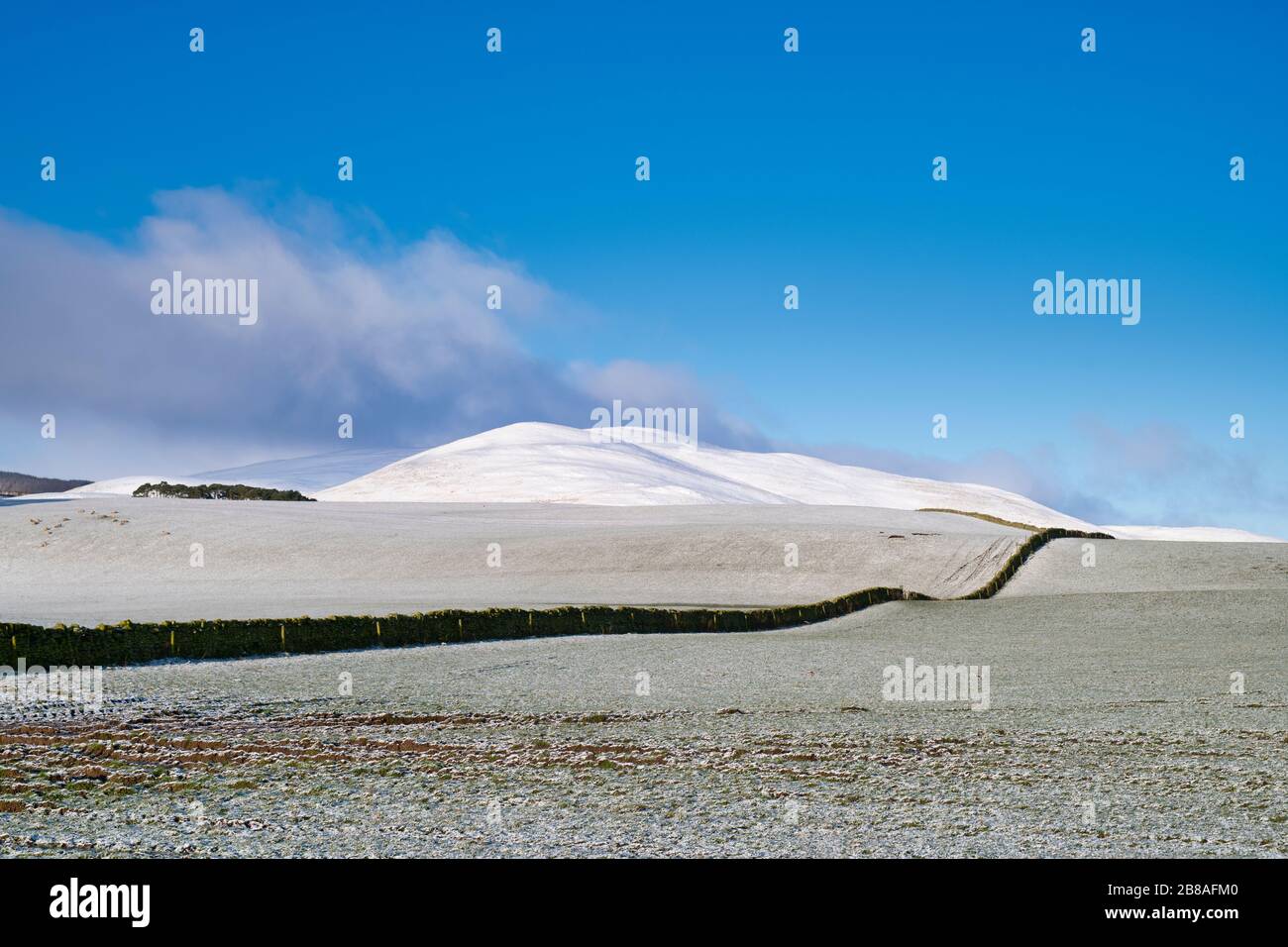Dry stone wall in the snow covered scottish countryside. Scottish ...