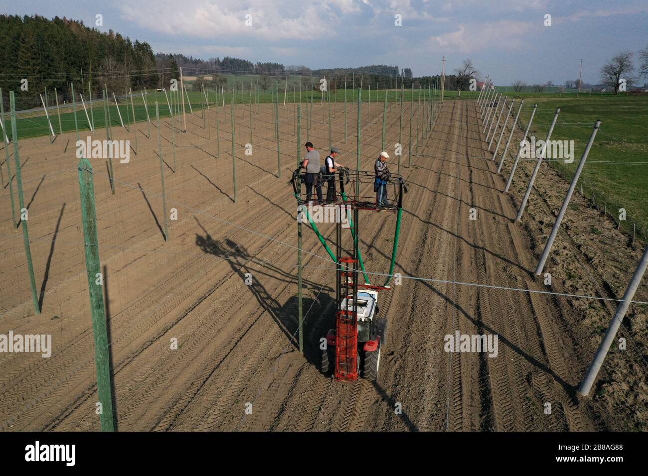 Tettnang, Germany. 20th Mar, 2020. In the hop garden, harvesters tie ...