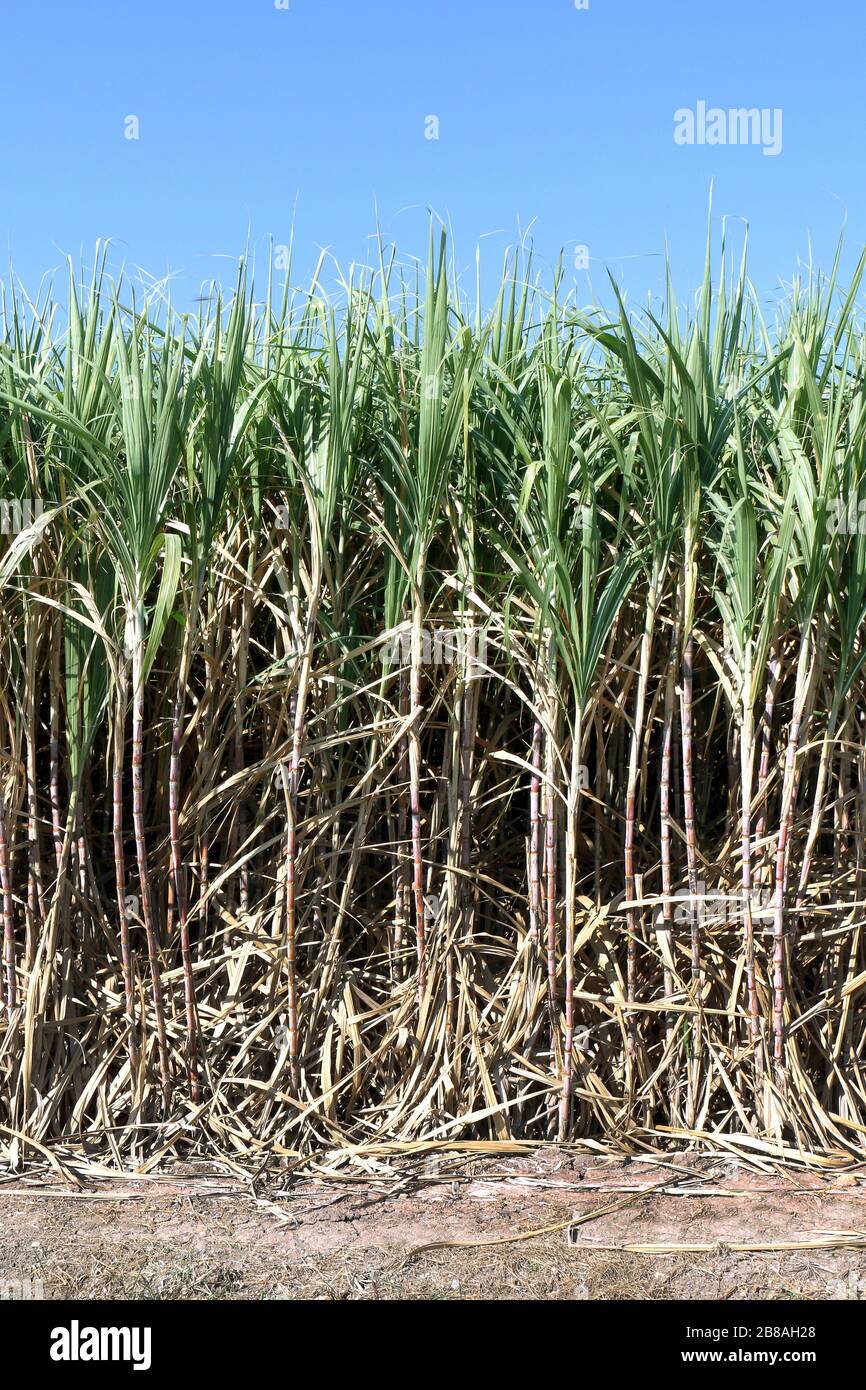 Sugarcane, Sugarcane plants grow in field, Plantation Sugar cane tree ...