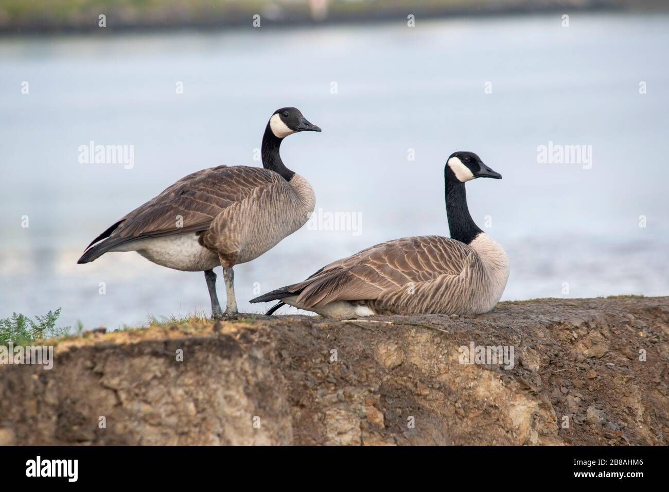 Two geese relax with San Quentin State Prison in the background in ...