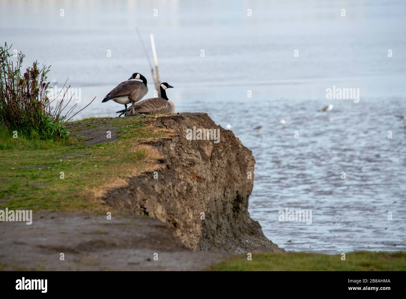 Two geese relax with San Quentin State Prison in the background in ...