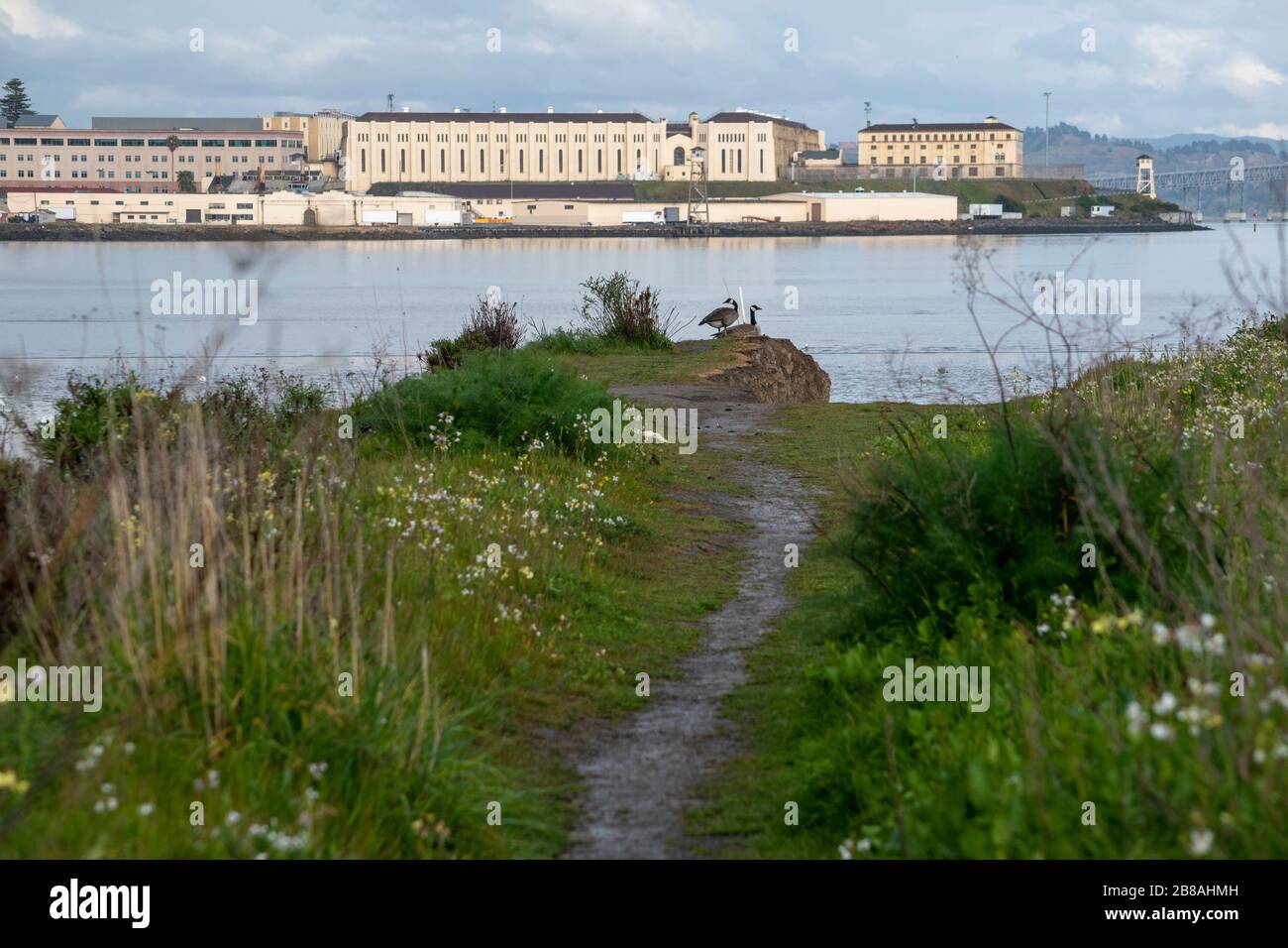 Two geese relax with San Quentin State Prison in the background in ...