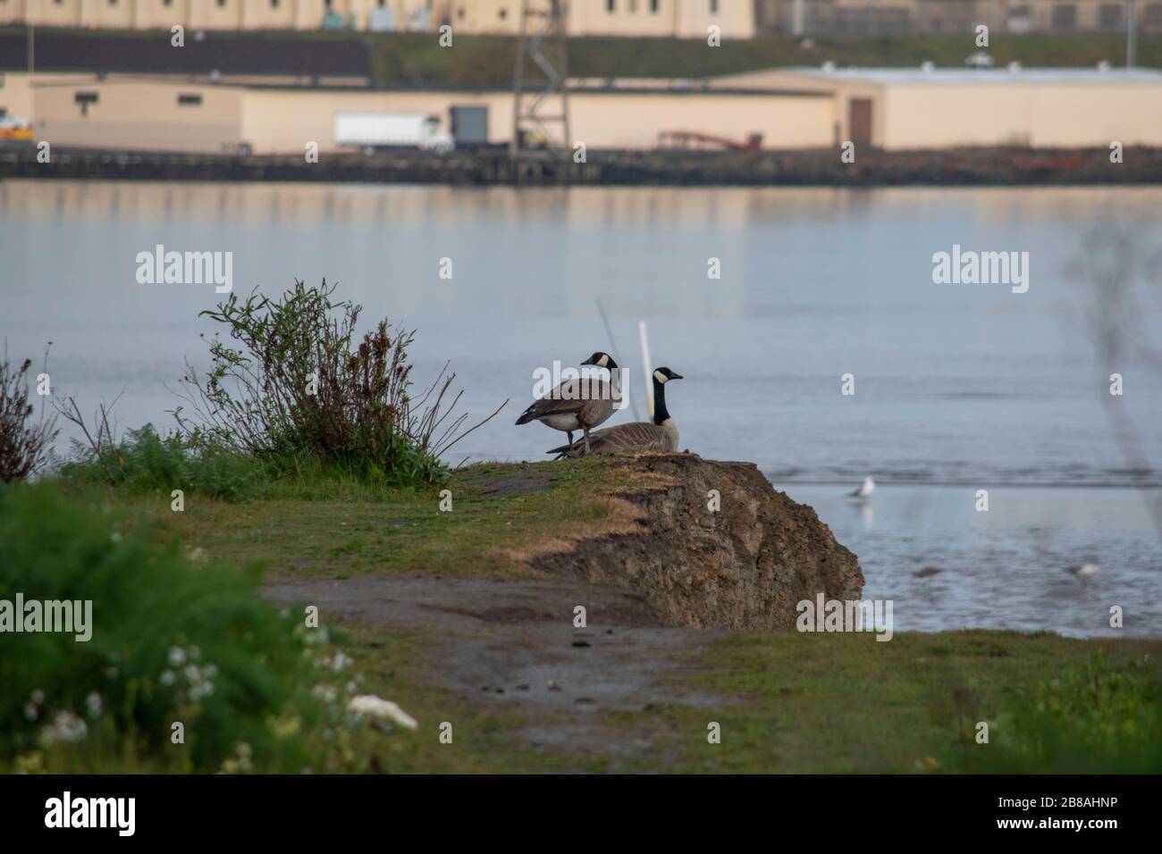 Two geese relax with San Quentin State Prison in the background in ...