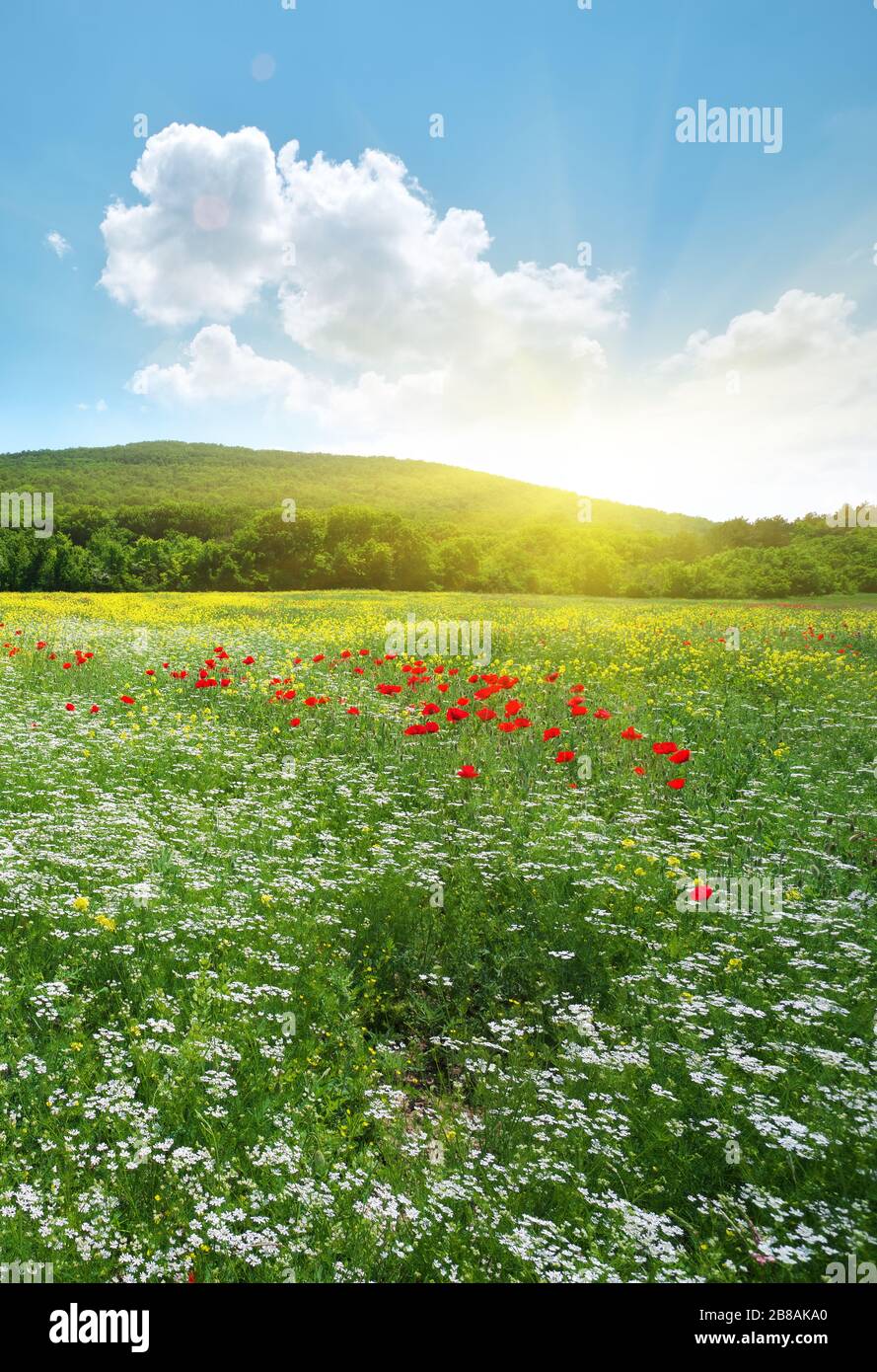 Spring flowers in meadow. Beautiful nature andscapes Stock Photo - Alamy