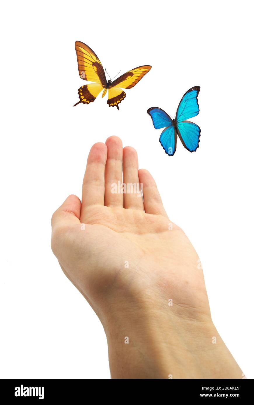 Hands releasing butterflies. Isolated object. Element of design Stock ...
