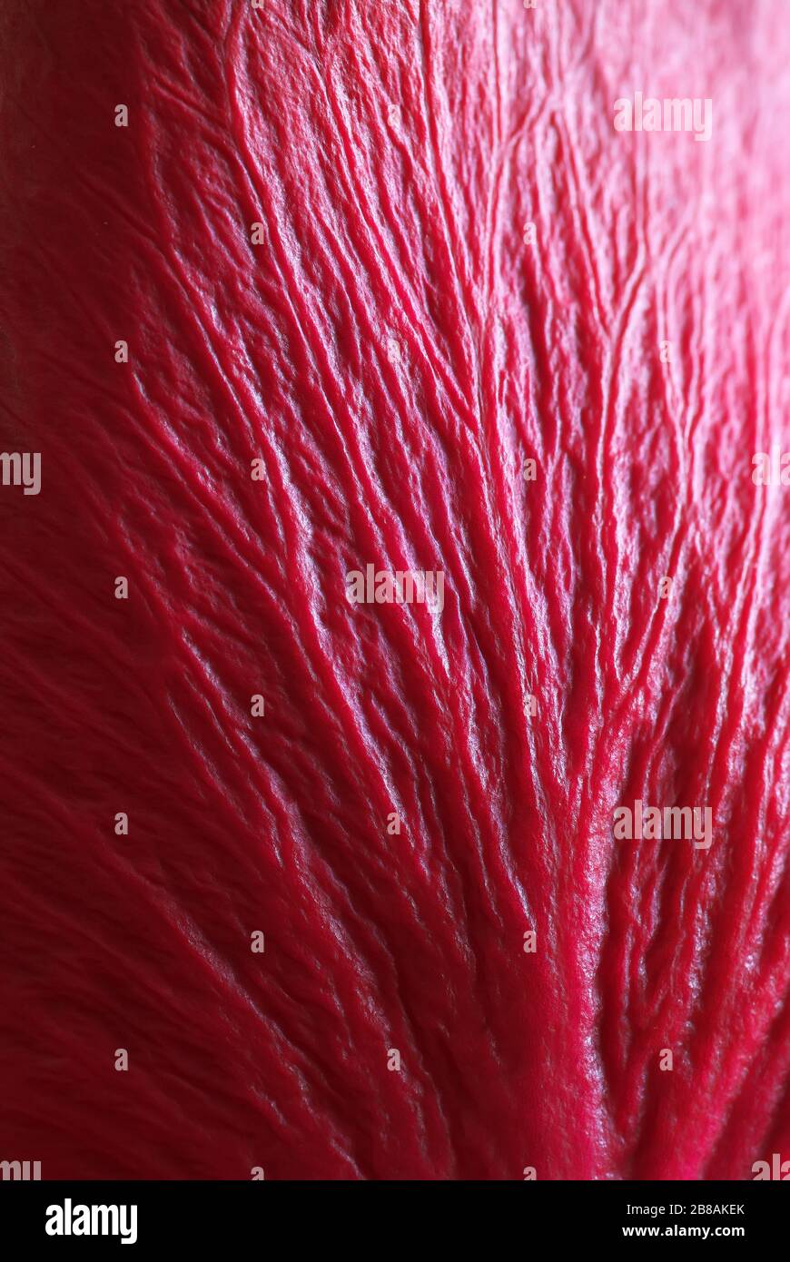 Texture of red leaf. Macro vien petal Stock Photo - Alamy