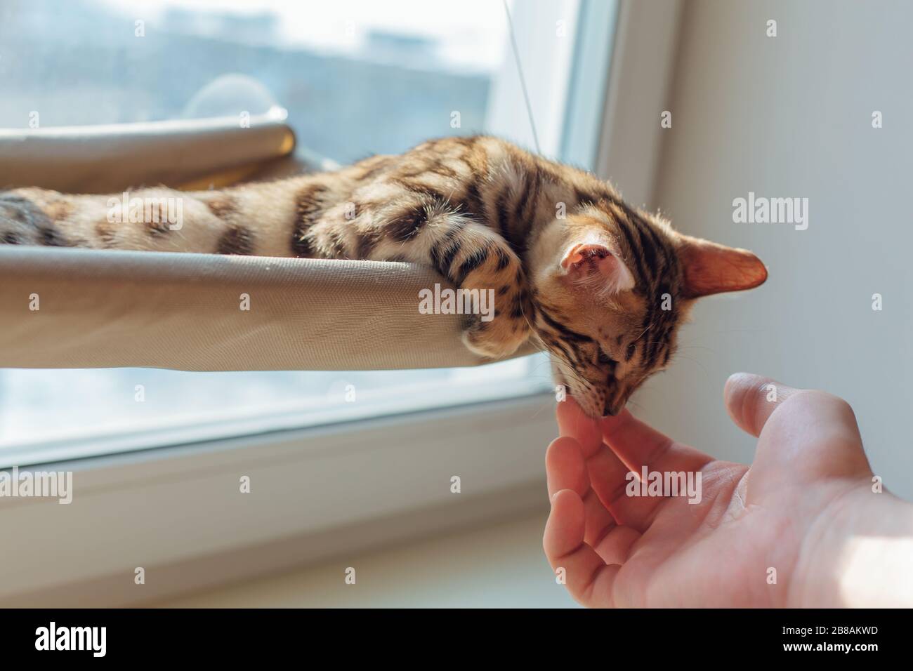 Cute little bengal kitty cat laying on the cat's window bed sniffing ...