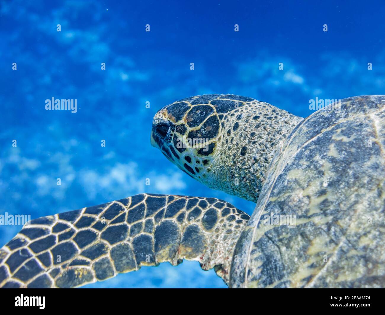 Sea turtles swimming in the ocean of Palau, Pacific Ocean Stock Photo ...