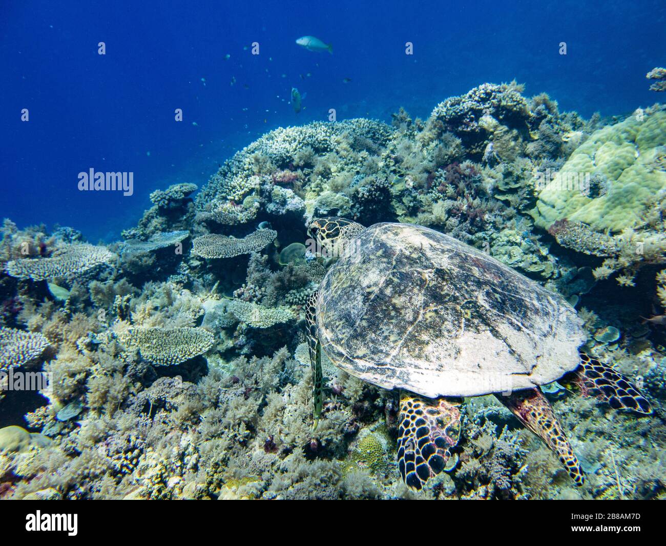 Pacific ocean turtle hi-res stock photography and images - Alamy