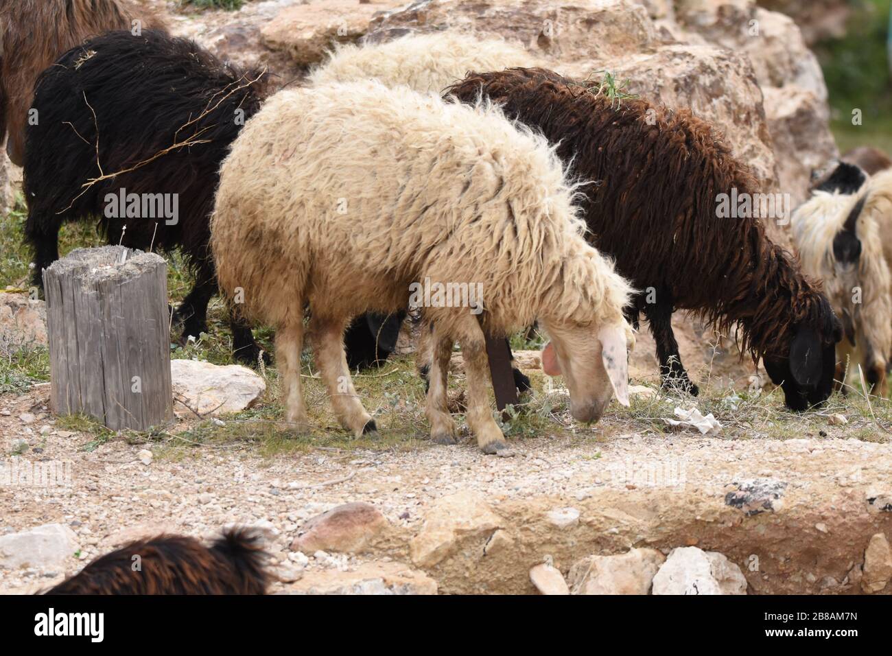 Goats and sheep grazing under the ruins of Al Karak Castle in Jordan. A ...