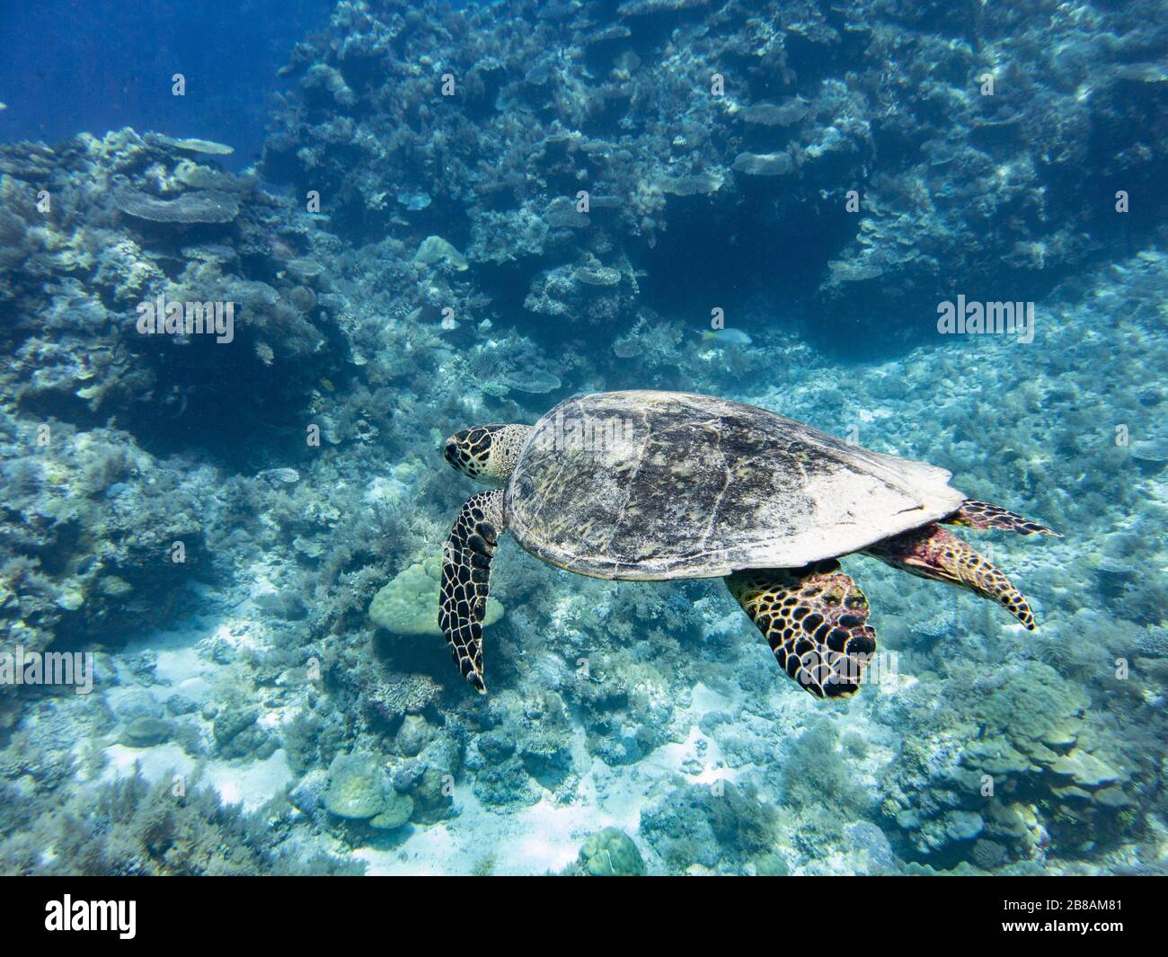 Sea turtles swimming in the ocean of Palau, Pacific Ocean Stock Photo ...