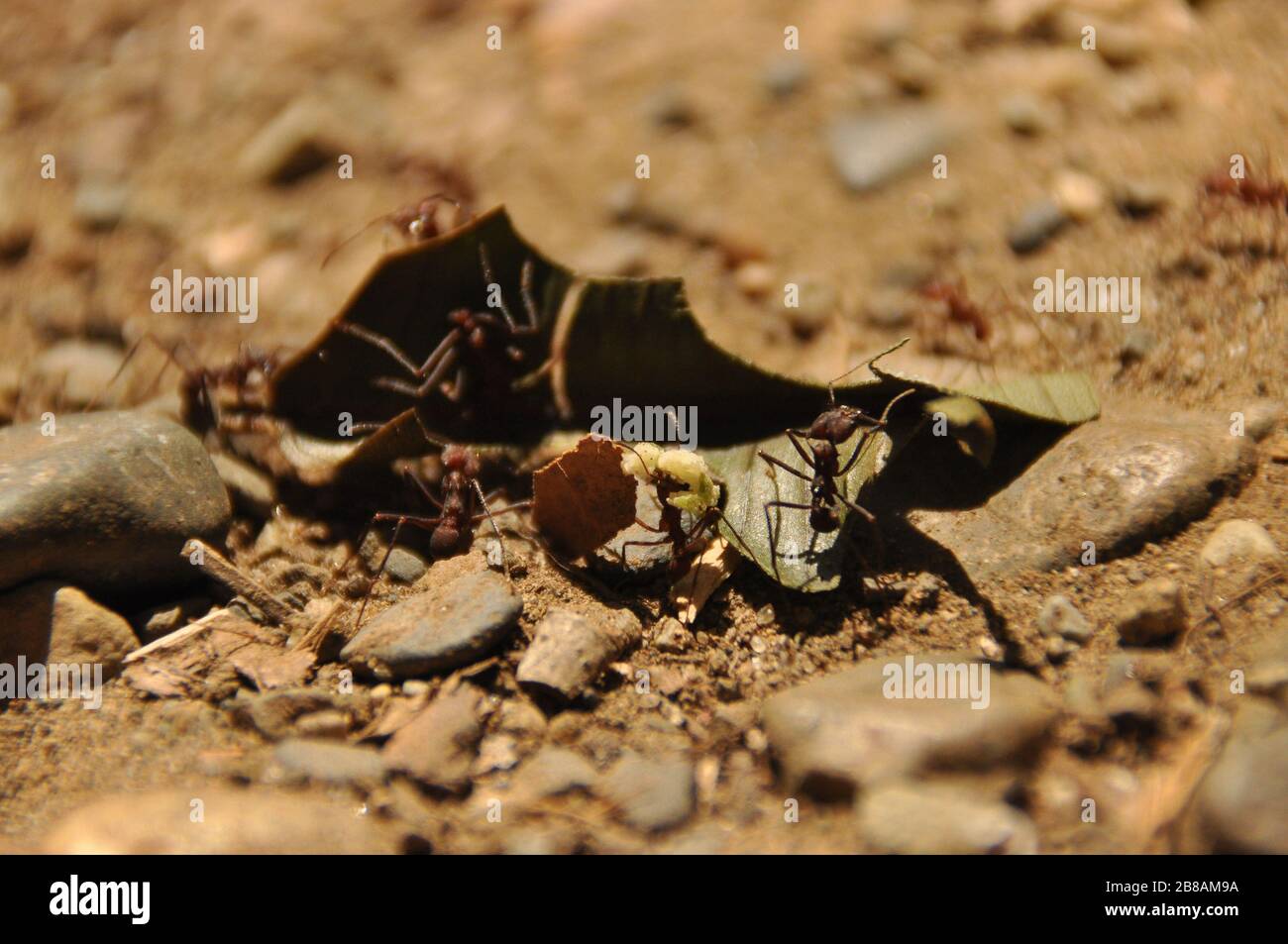Leaf Cutting ants collect stock, leaf fragments for mushroom growing in ...