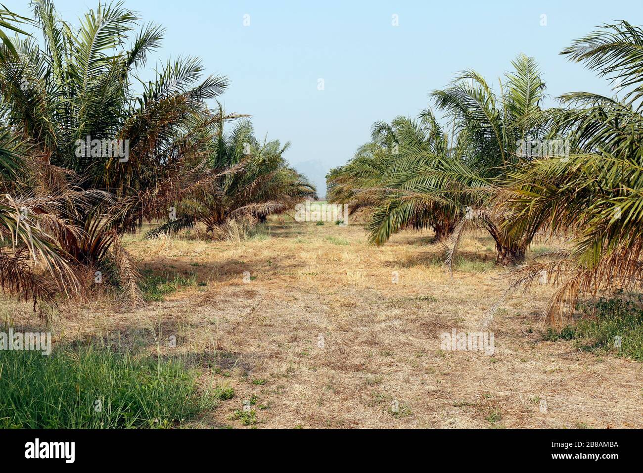palm, oil tree palm garden, palm plantation Stock Photo - Alamy