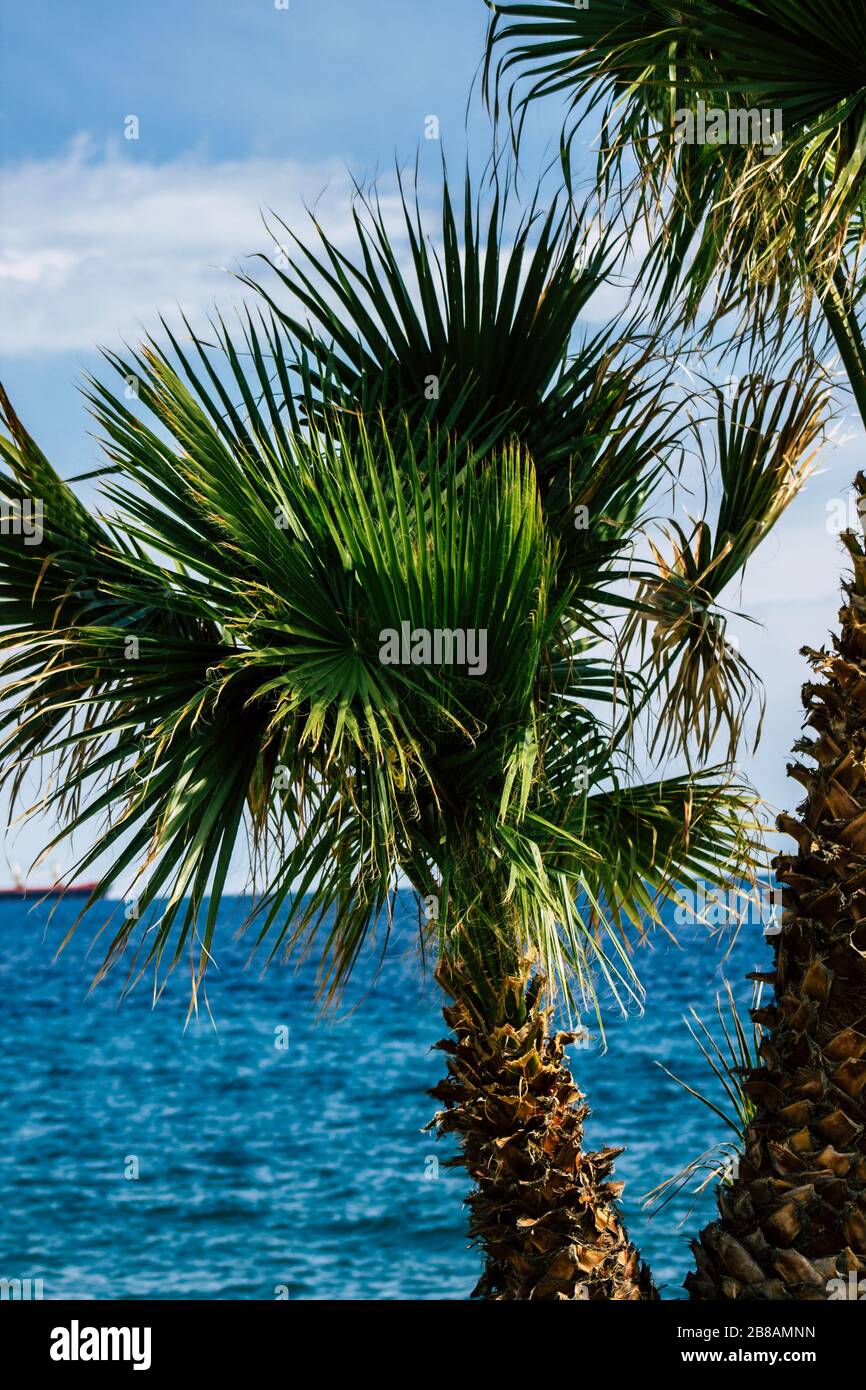 Limassol Cyprus March 20, 2020 View of a palm tree growing in the ...