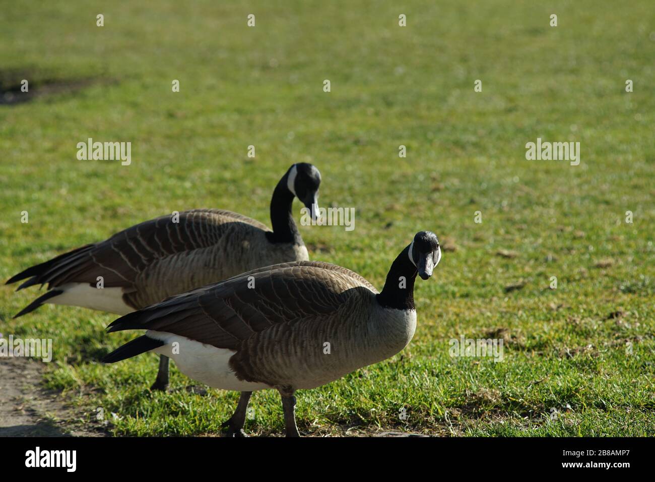 collection of photos on wild Canadian geese and crows Stock Photo - Alamy