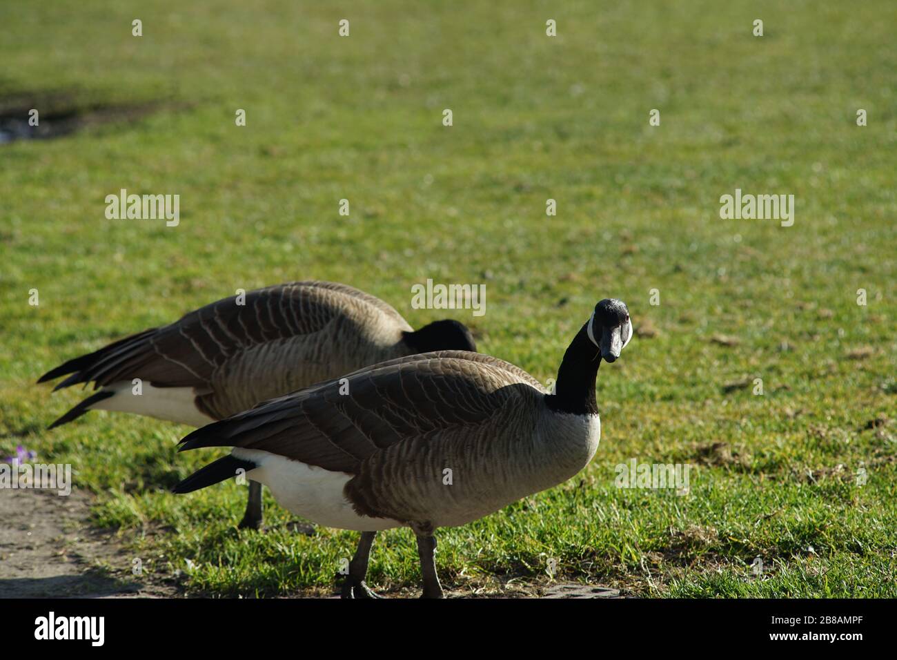 collection of photos on wild Canadian geese and crows Stock Photo - Alamy