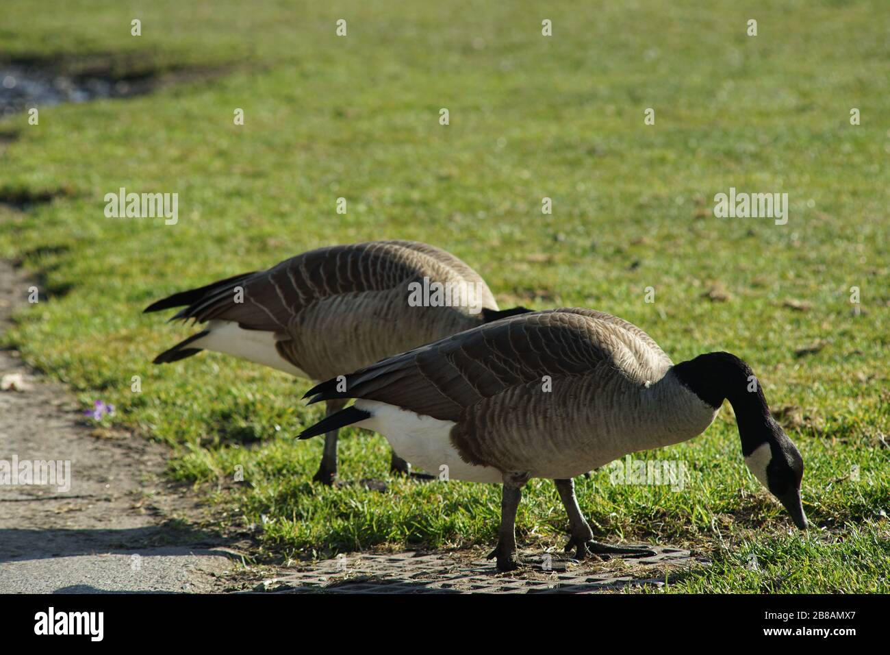 collection of photos on wild Canadian geese and crows Stock Photo - Alamy