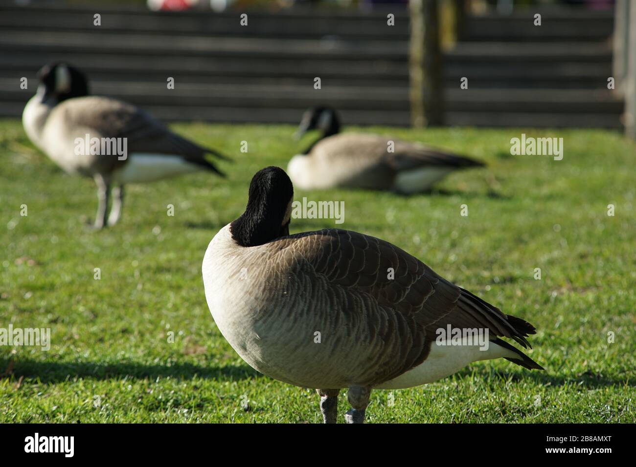 collection of photos on wild Canadian geese and crows Stock Photo - Alamy