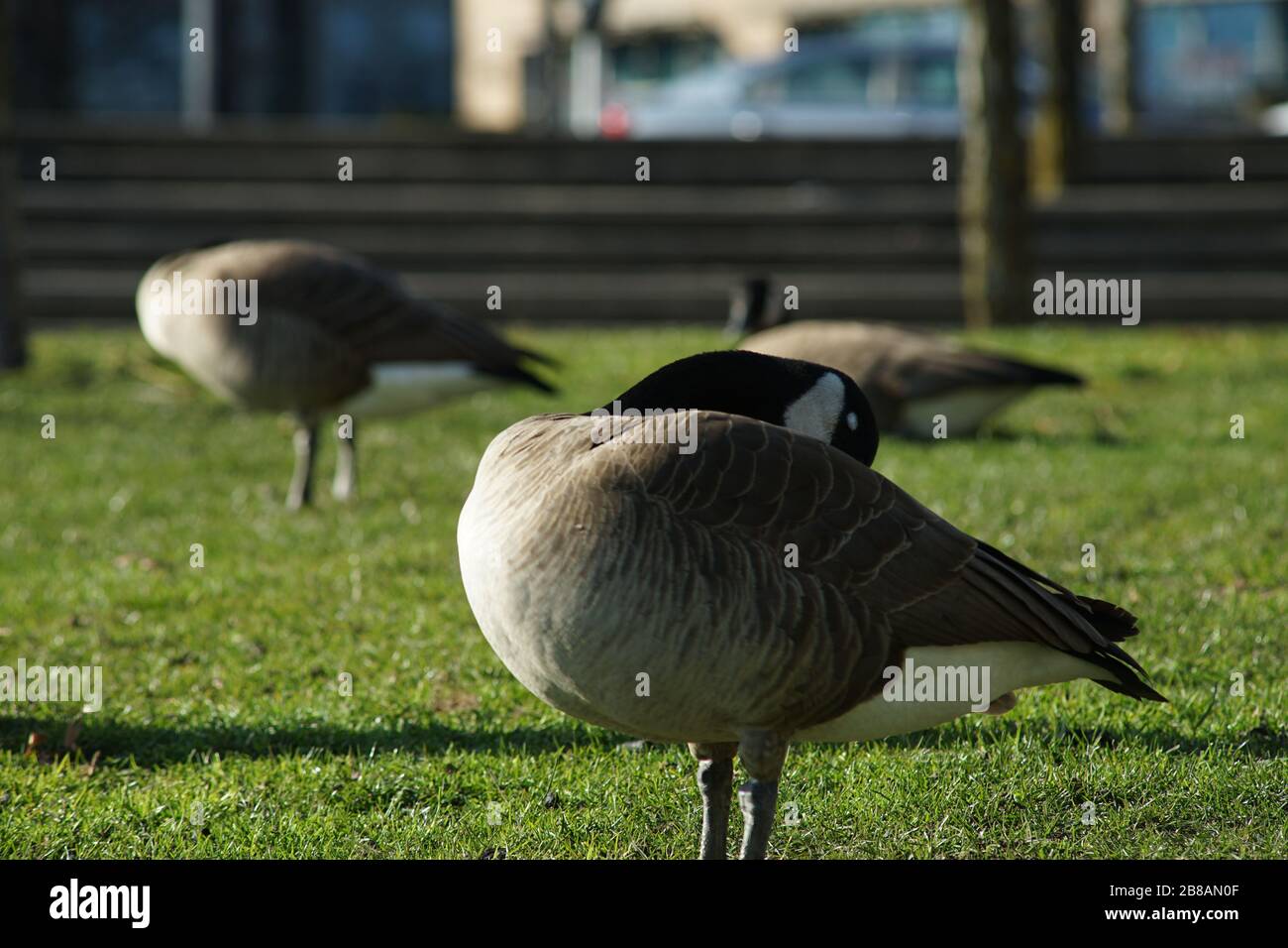 collection of photos on wild Canadian geese and crows Stock Photo - Alamy