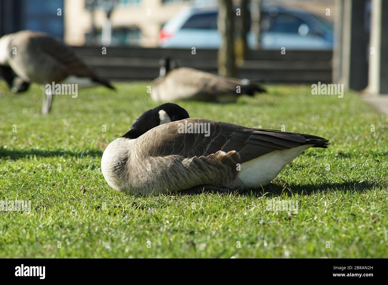 collection of photos on wild Canadian geese and crows Stock Photo - Alamy