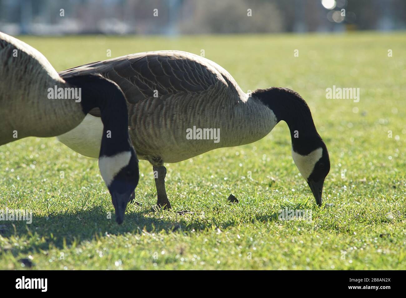 collection of photos on wild Canadian geese and crows Stock Photo - Alamy