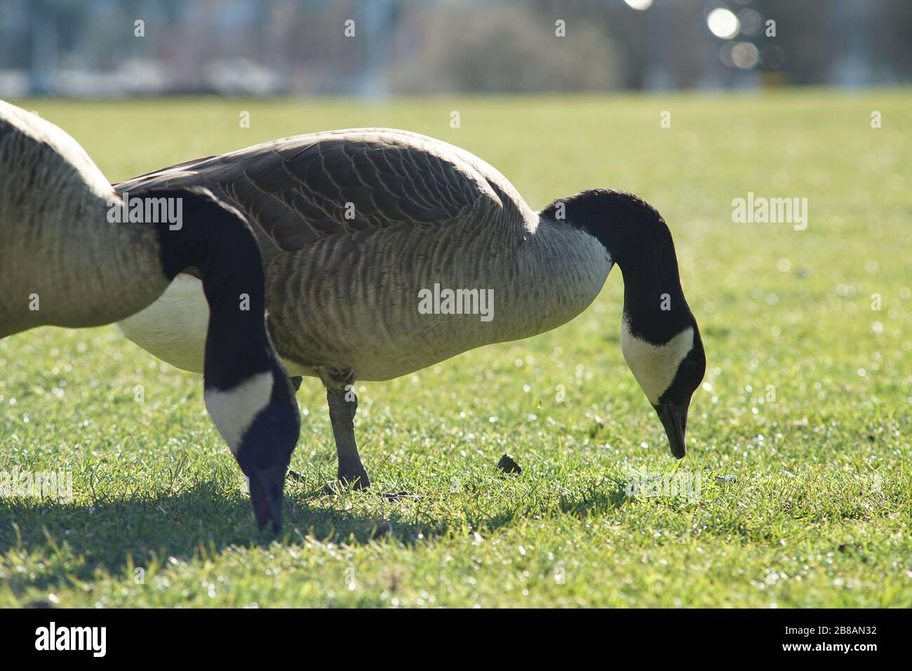 collection of photos on wild Canadian geese and crows Stock Photo - Alamy