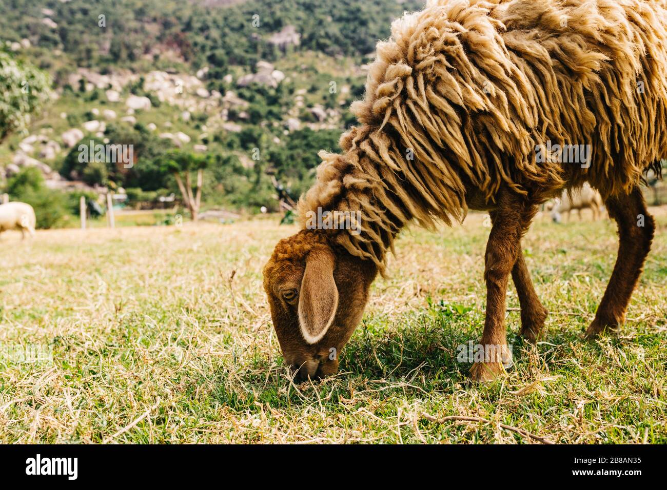 Sheep, sheep farm in the mountain, Beautiful countryside farm village ...