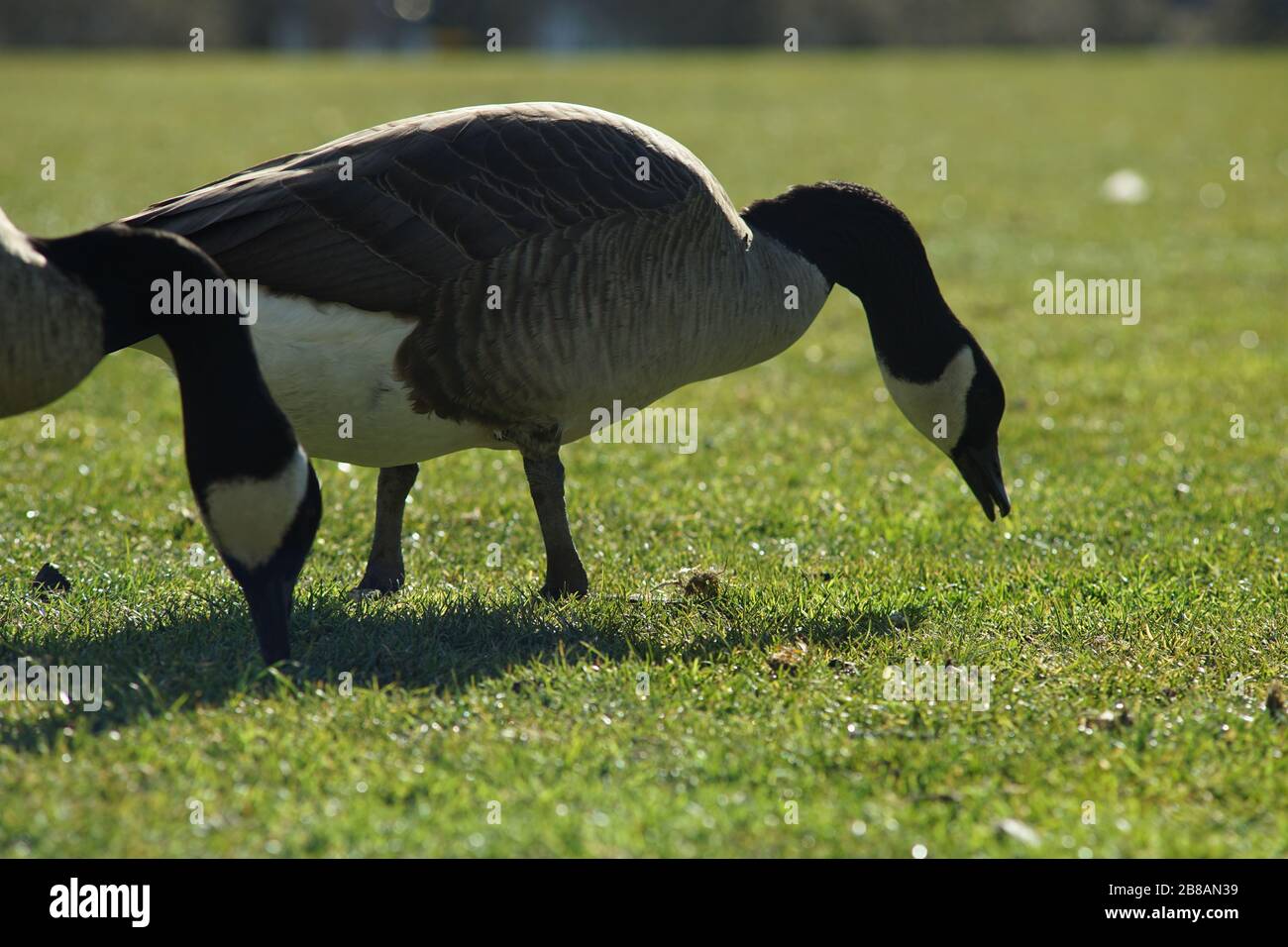 collection of photos on wild Canadian geese and crows Stock Photo - Alamy