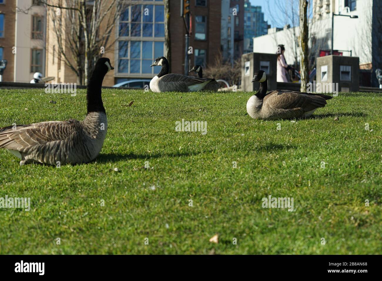 collection of photos on wild Canadian geese and crows Stock Photo - Alamy