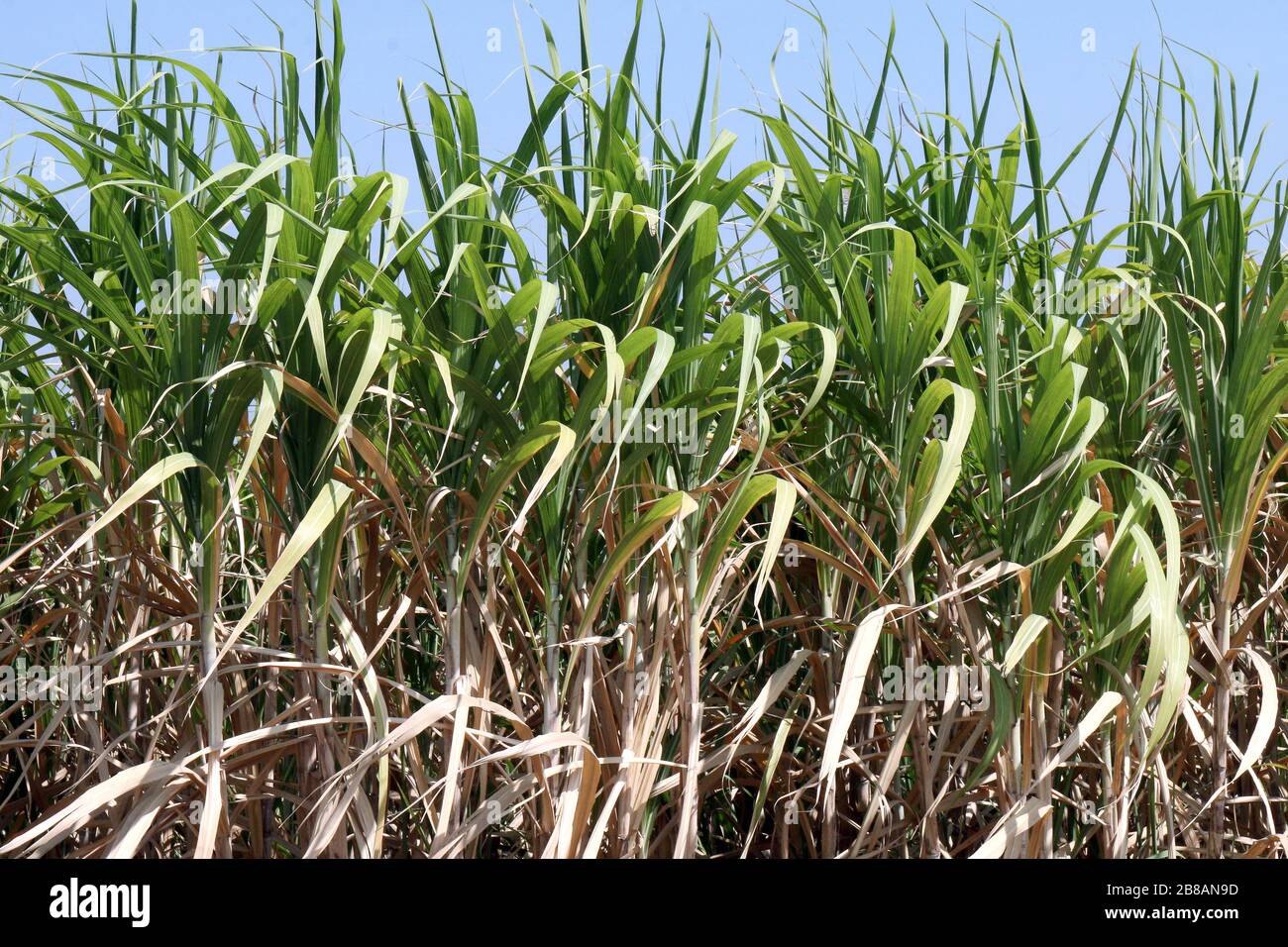 Sugarcane plants grow in field, Plantation Sugar cane tree farm ...