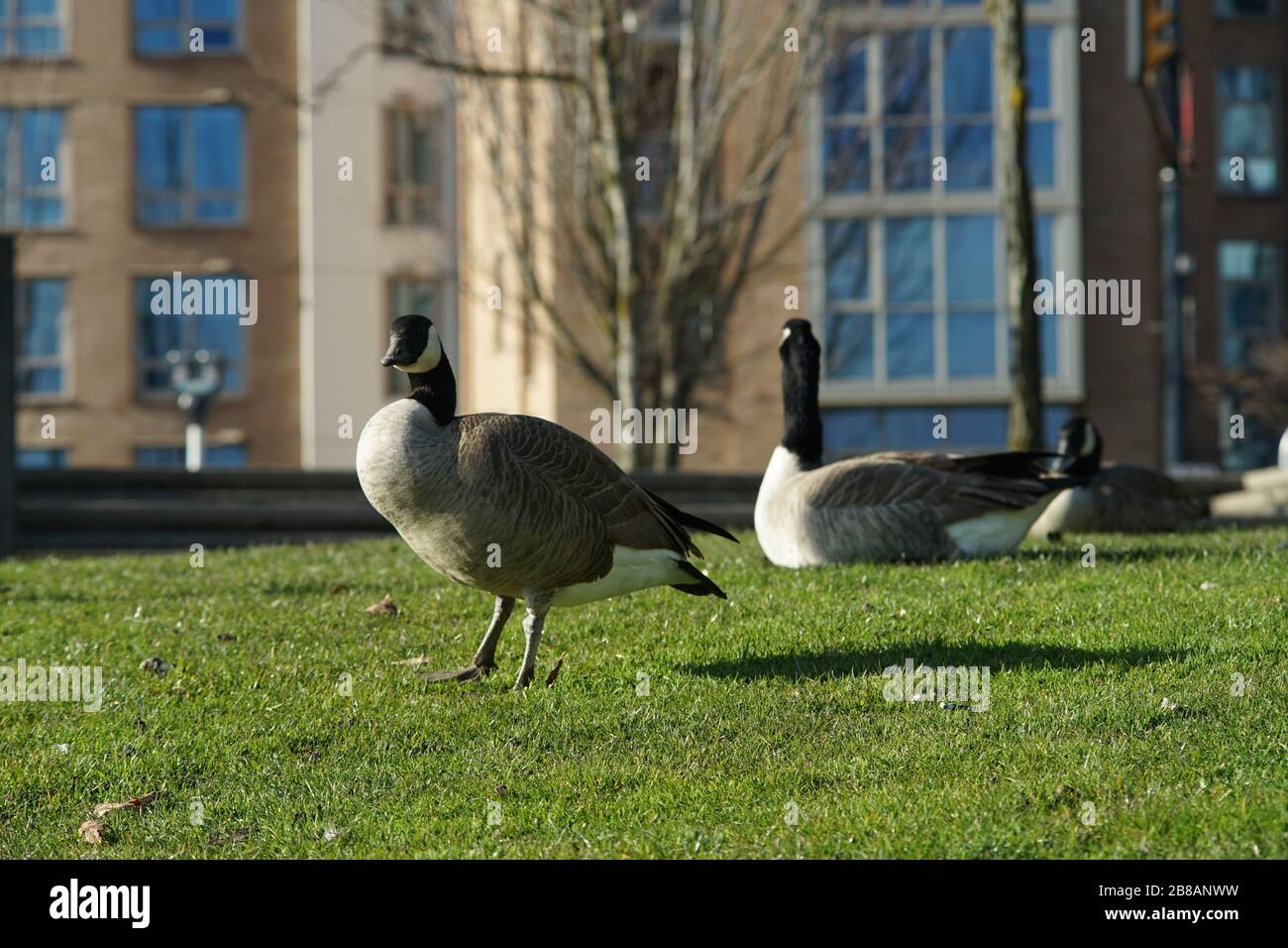 collection of photos on wild Canadian geese and crows Stock Photo - Alamy