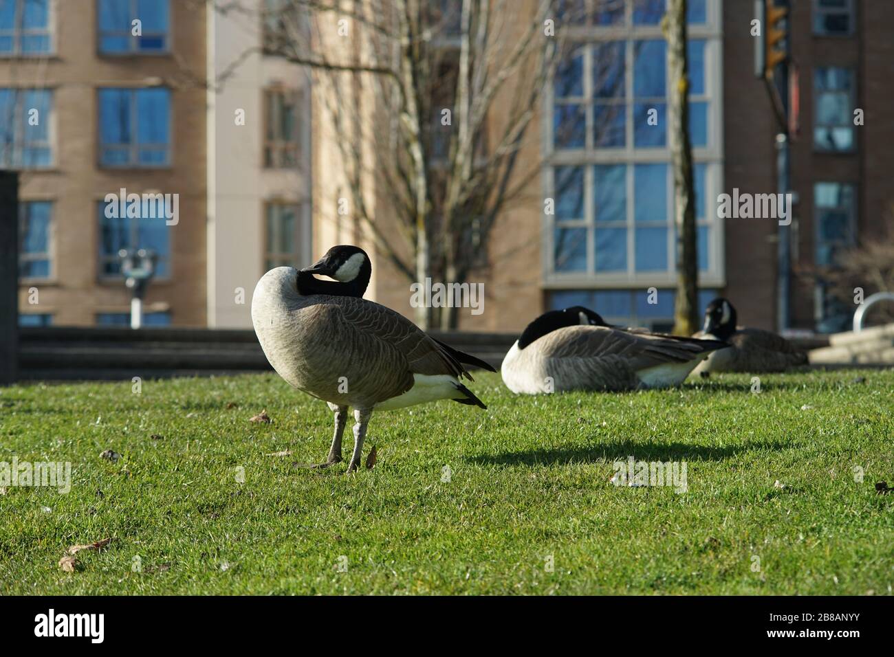 collection of photos on wild Canadian geese and crows Stock Photo - Alamy