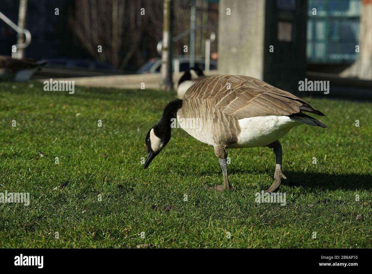collection of photos on wild Canadian geese and crows Stock Photo - Alamy