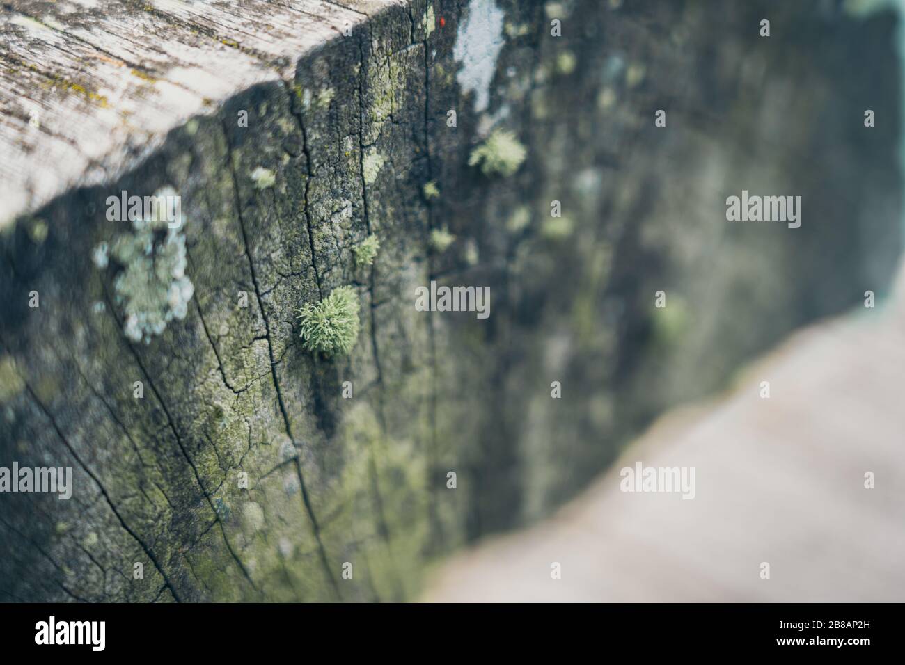 Moss green texture. Moss background Stock Photo - Alamy