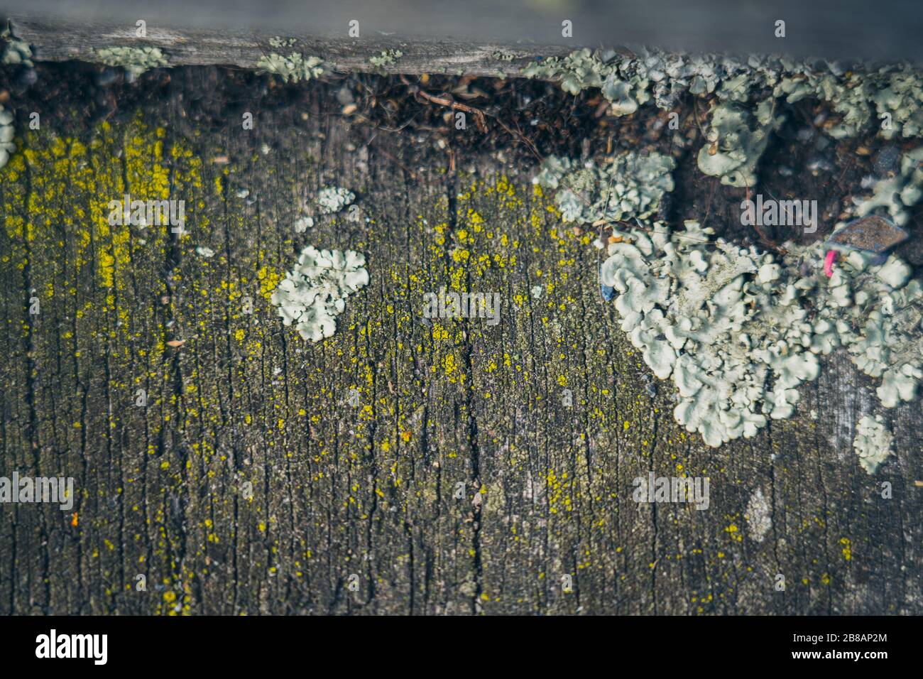 Moss green texture. Moss background Stock Photo - Alamy