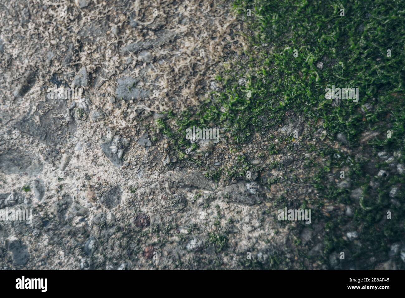 Moss green texture. Moss background Stock Photo - Alamy