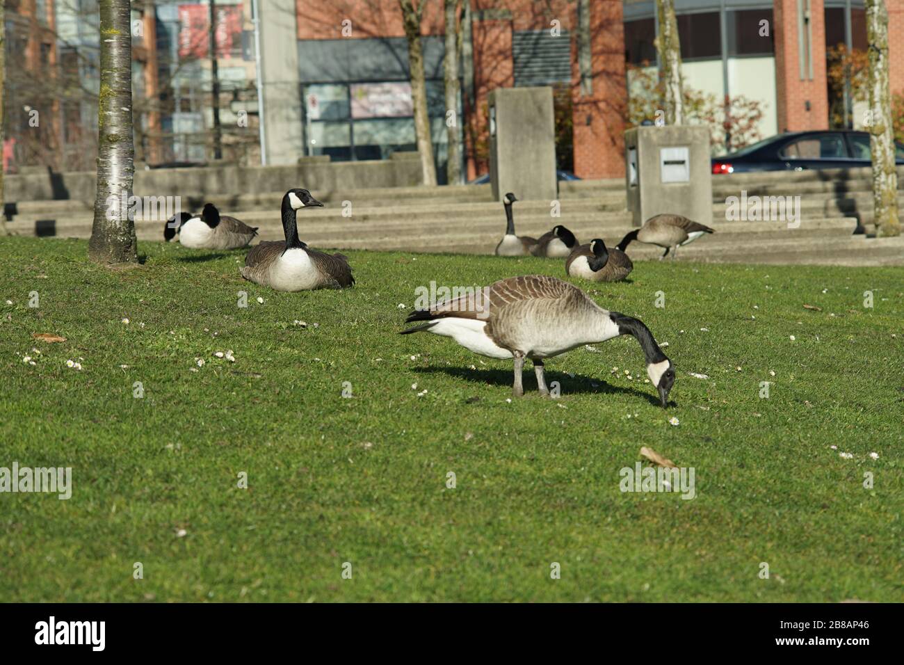 collection of photos on wild Canadian geese and crows Stock Photo - Alamy
