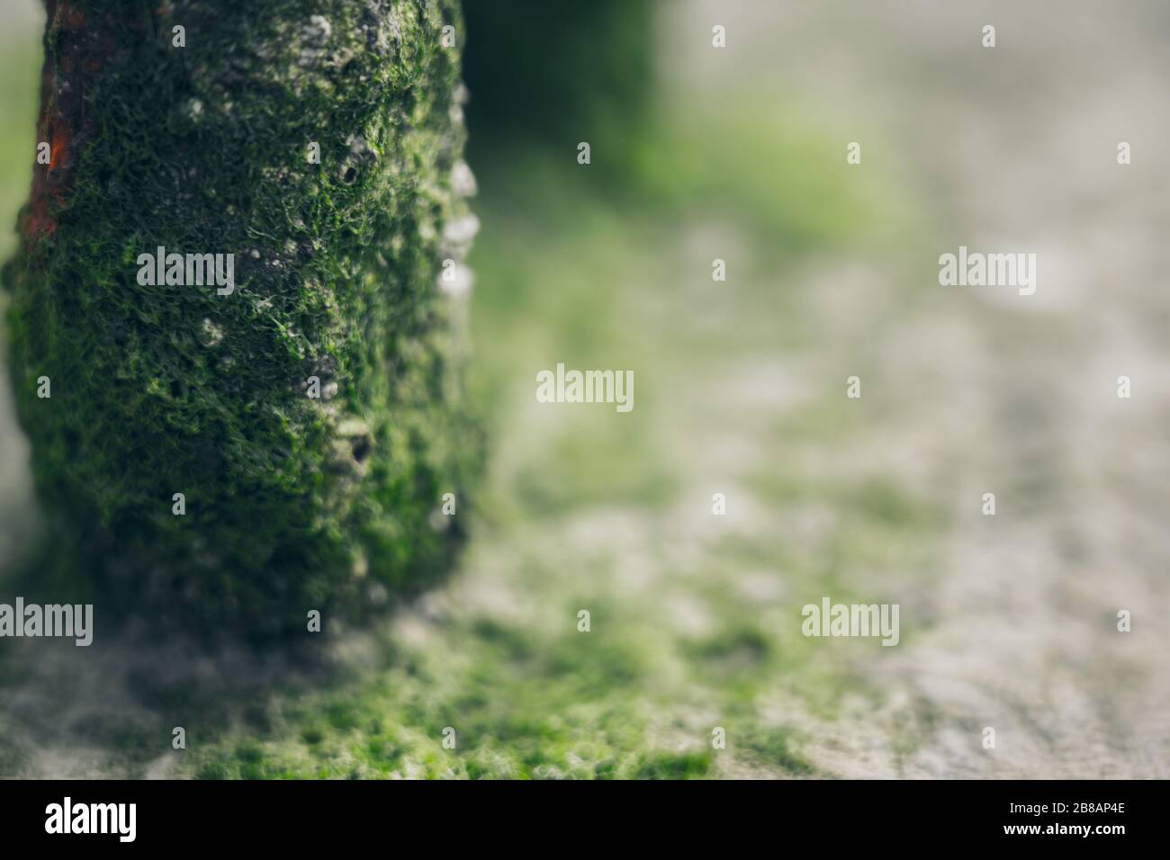 Moss green texture. Moss background Stock Photo - Alamy