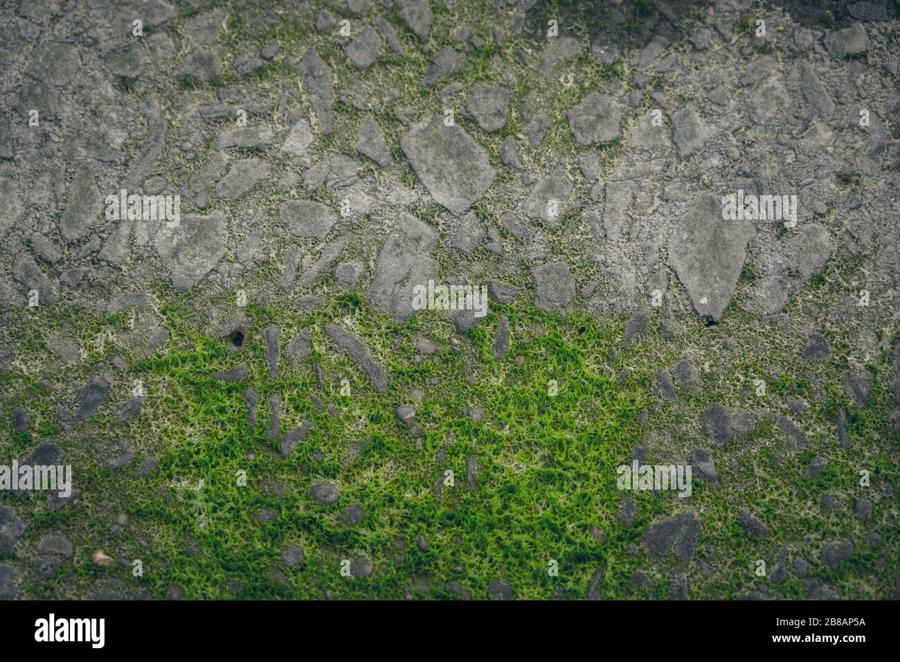 Moss green texture. Moss background Stock Photo - Alamy