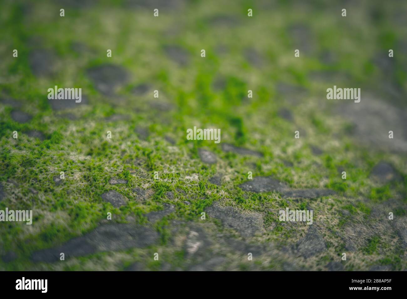 Moss green texture. Moss background Stock Photo - Alamy