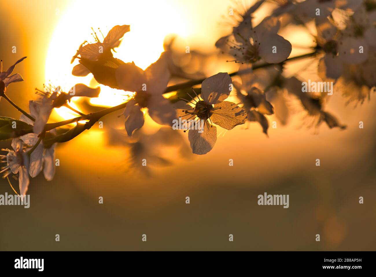 Spring and space hi-res stock photography and images - Alamy