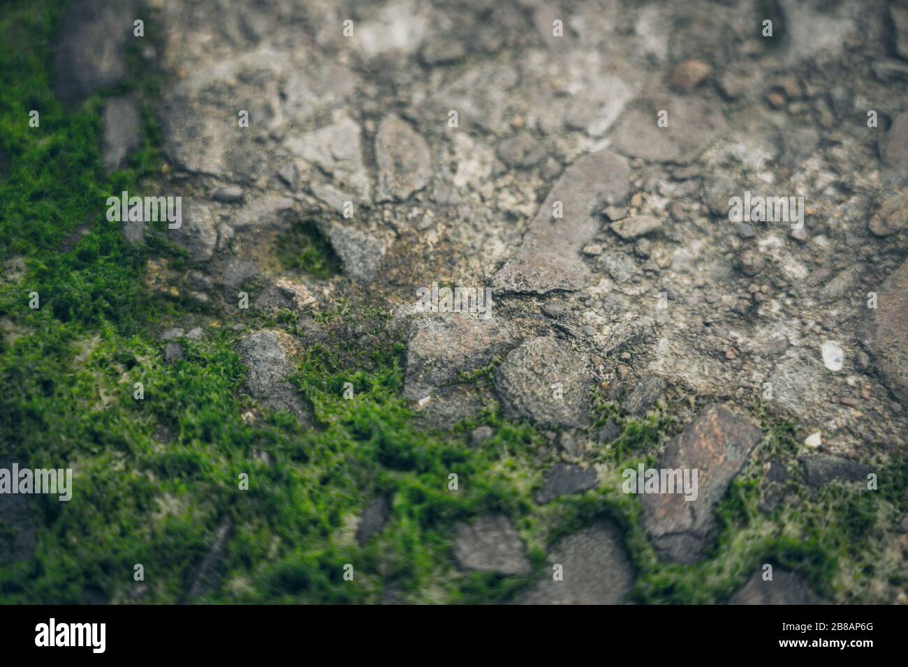 Moss green texture. Moss background Stock Photo - Alamy