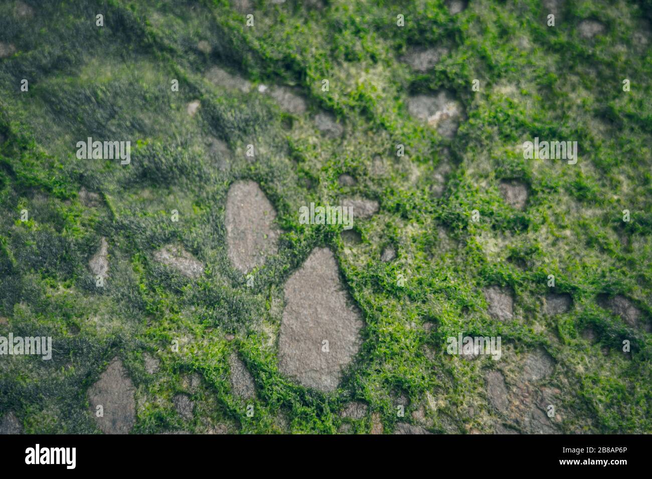 Moss green texture. Moss background Stock Photo - Alamy