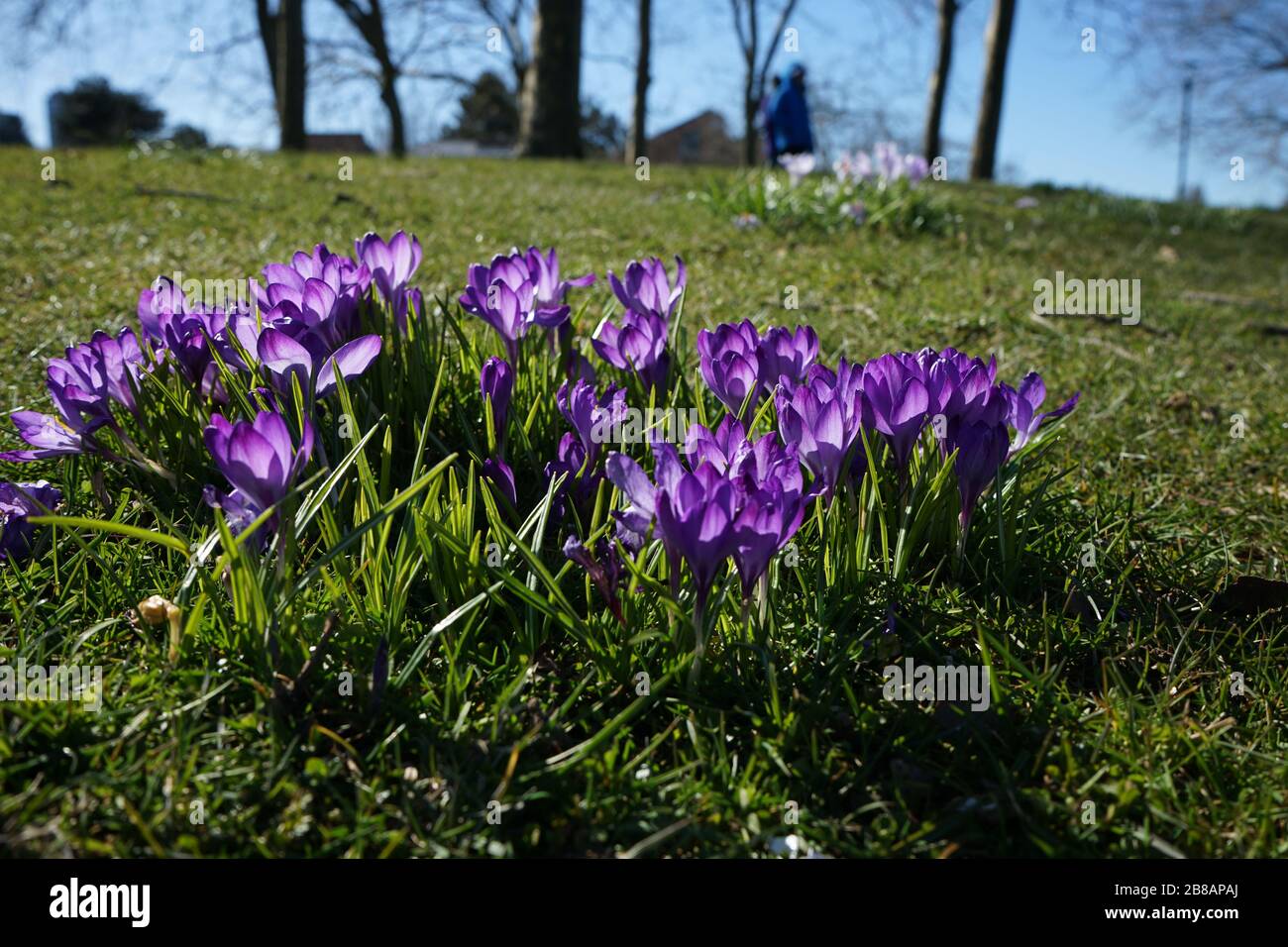 photo collection of spring flowers Stock Photo - Alamy