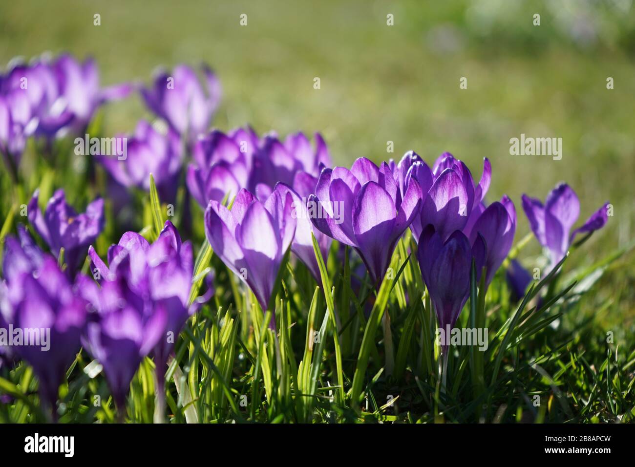 photo collection of spring flowers Stock Photo - Alamy