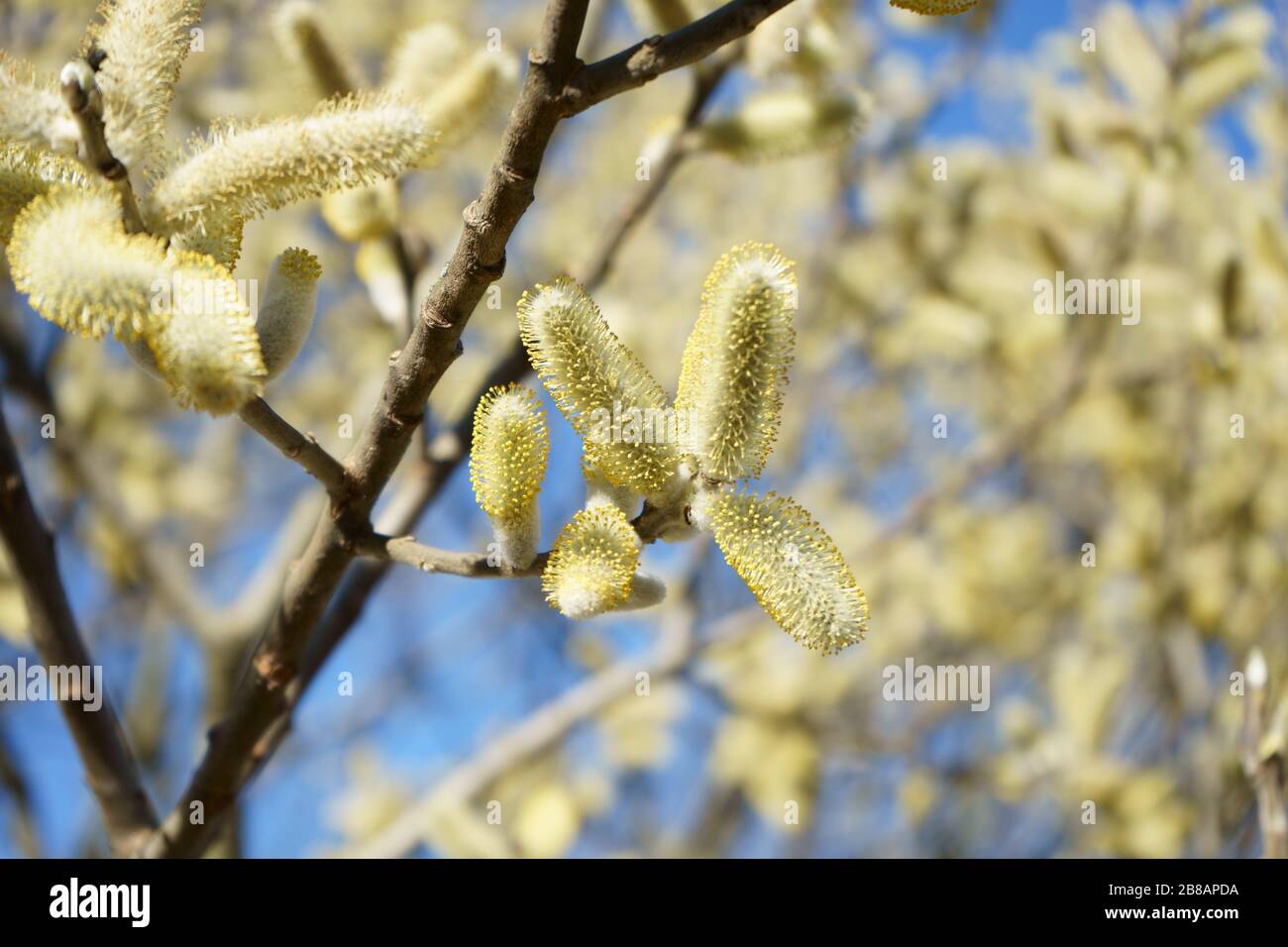 photo collection of spring flowers Stock Photo - Alamy