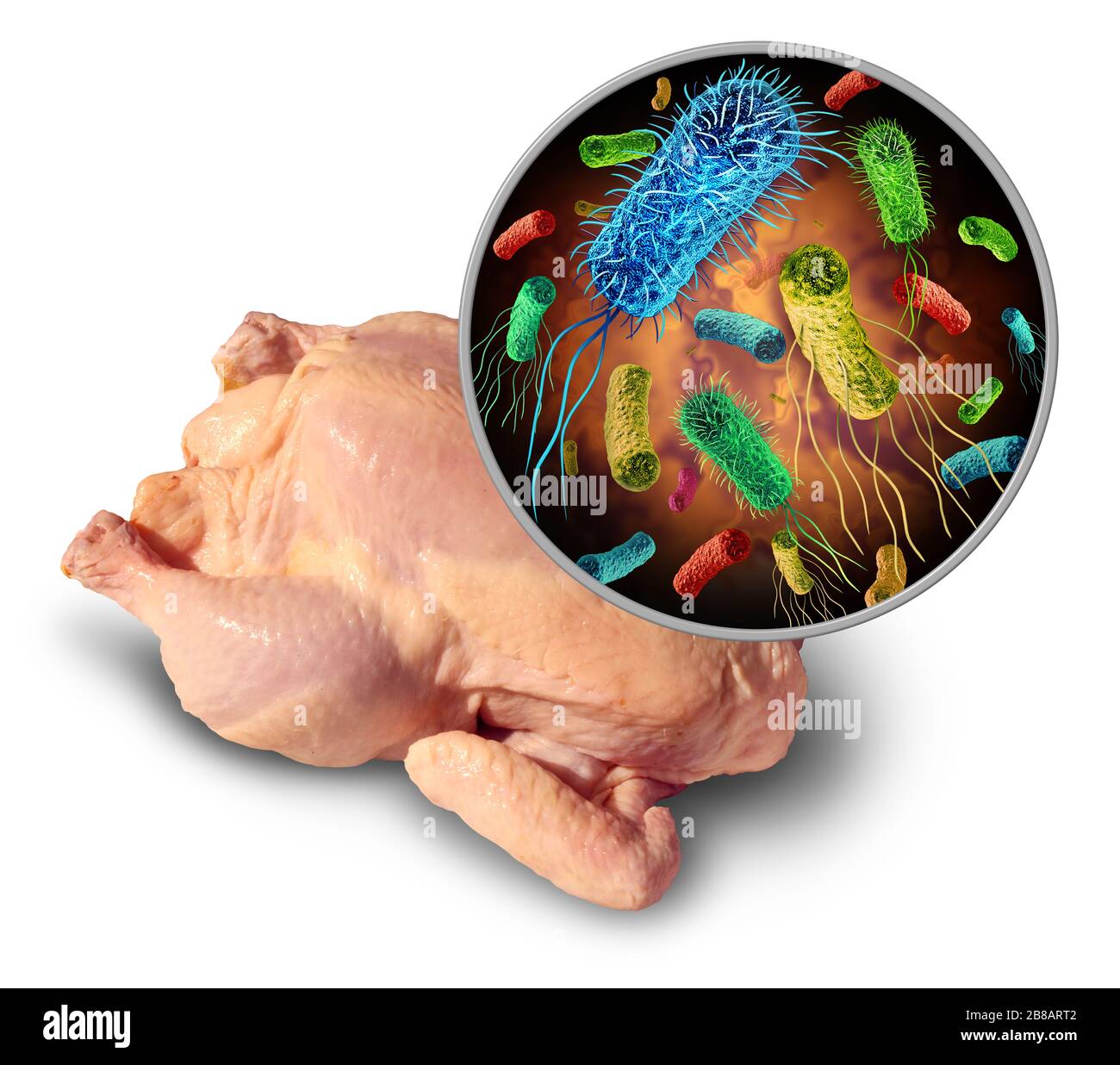 Poultry bacteria hi-res stock photography and images - Alamy