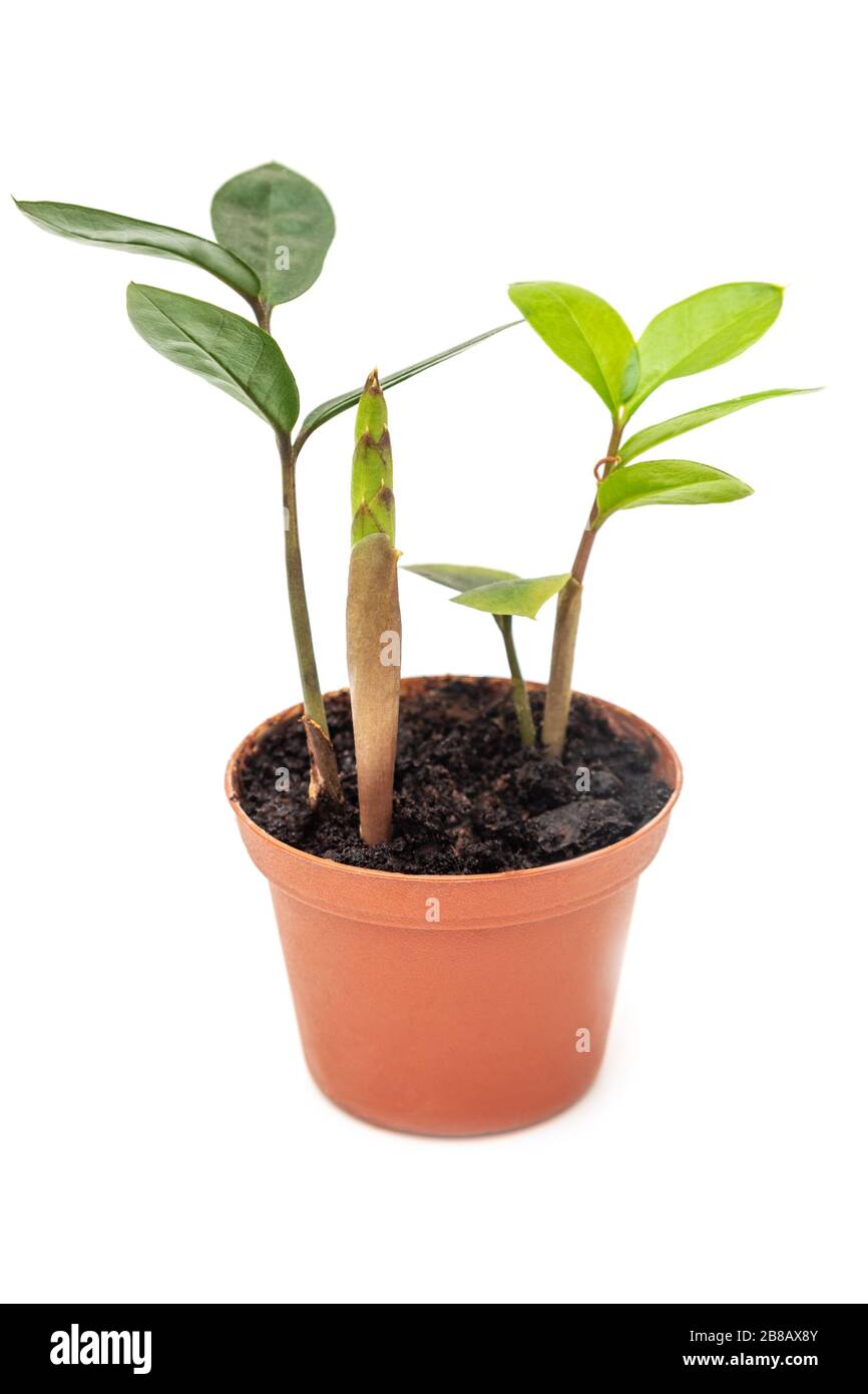 Zamioculcas zamiifolia small flower hi-res stock photography and images ...